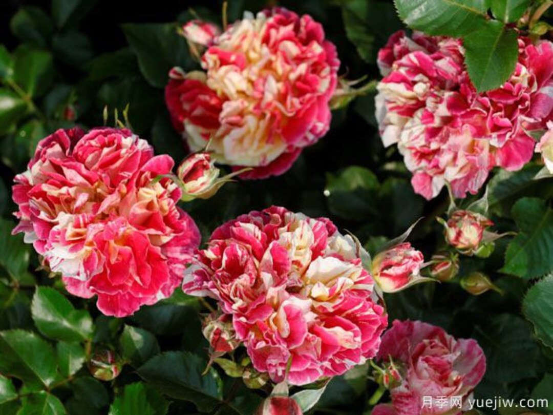 Chinese Rare Yan Zhi燕脂 Shrub Rose - Etsy