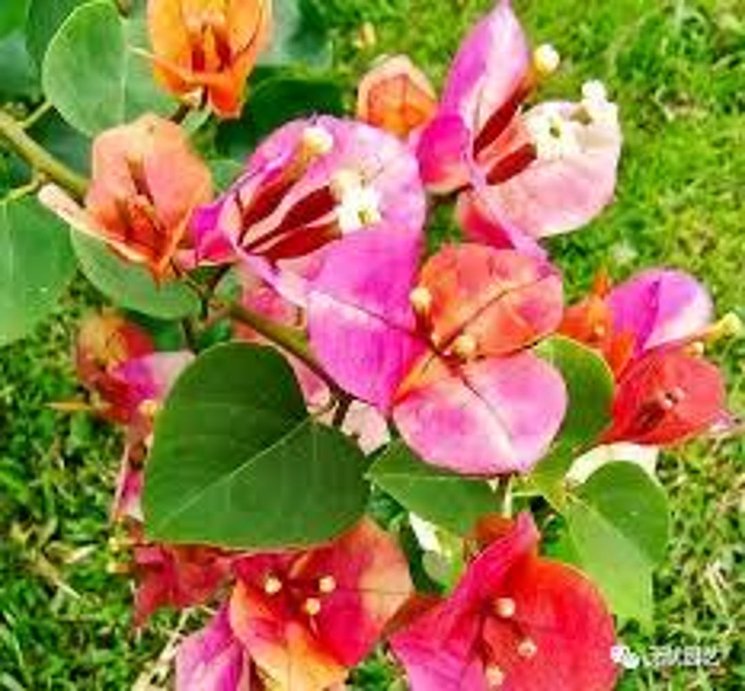 Rare Multi Colors Fenghuang Phoenix 凤凰三角梅bougainvillea Bonsai Small ...
