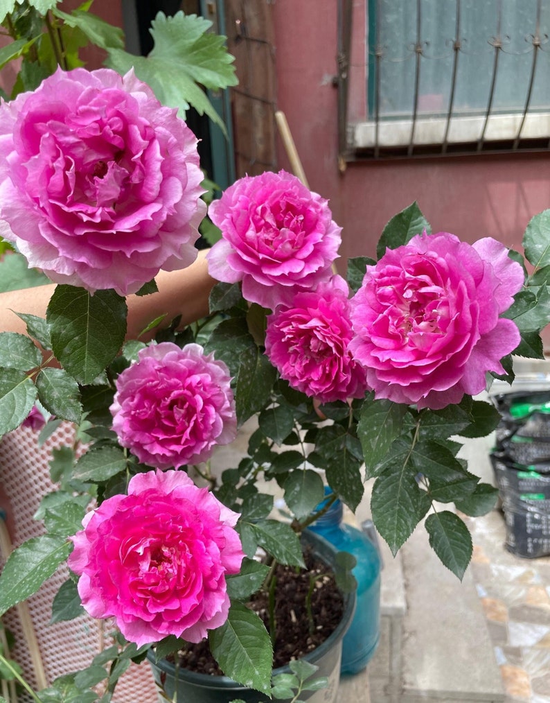 Japanese Rare Sheherazad天方夜谭with Root and Soil - Etsy