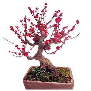 Japanese Gulihong 骨里红 Bonsai With Big Trunk 8-10 Years Old - Etsy