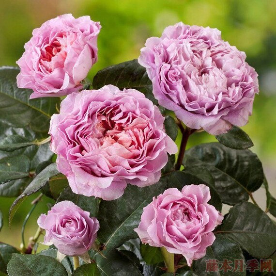 Neptune Rose Bush