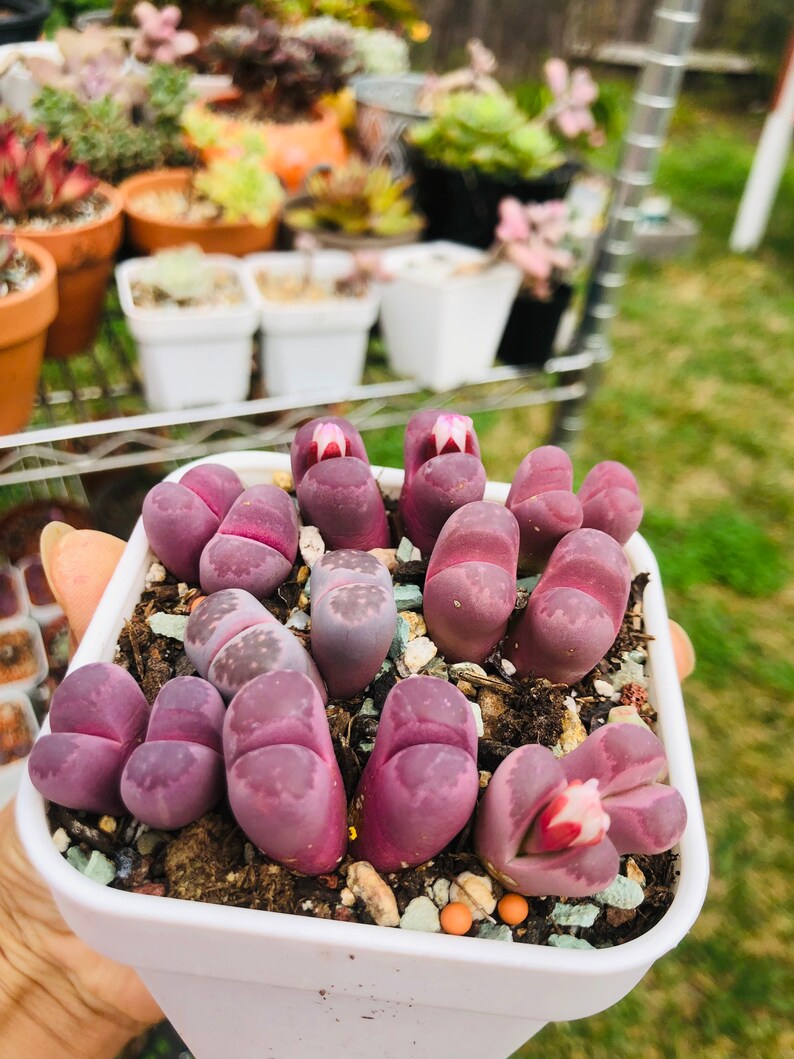 Korea Import Live Purple Lithops Optica Rubra Stones Big Size - Etsy