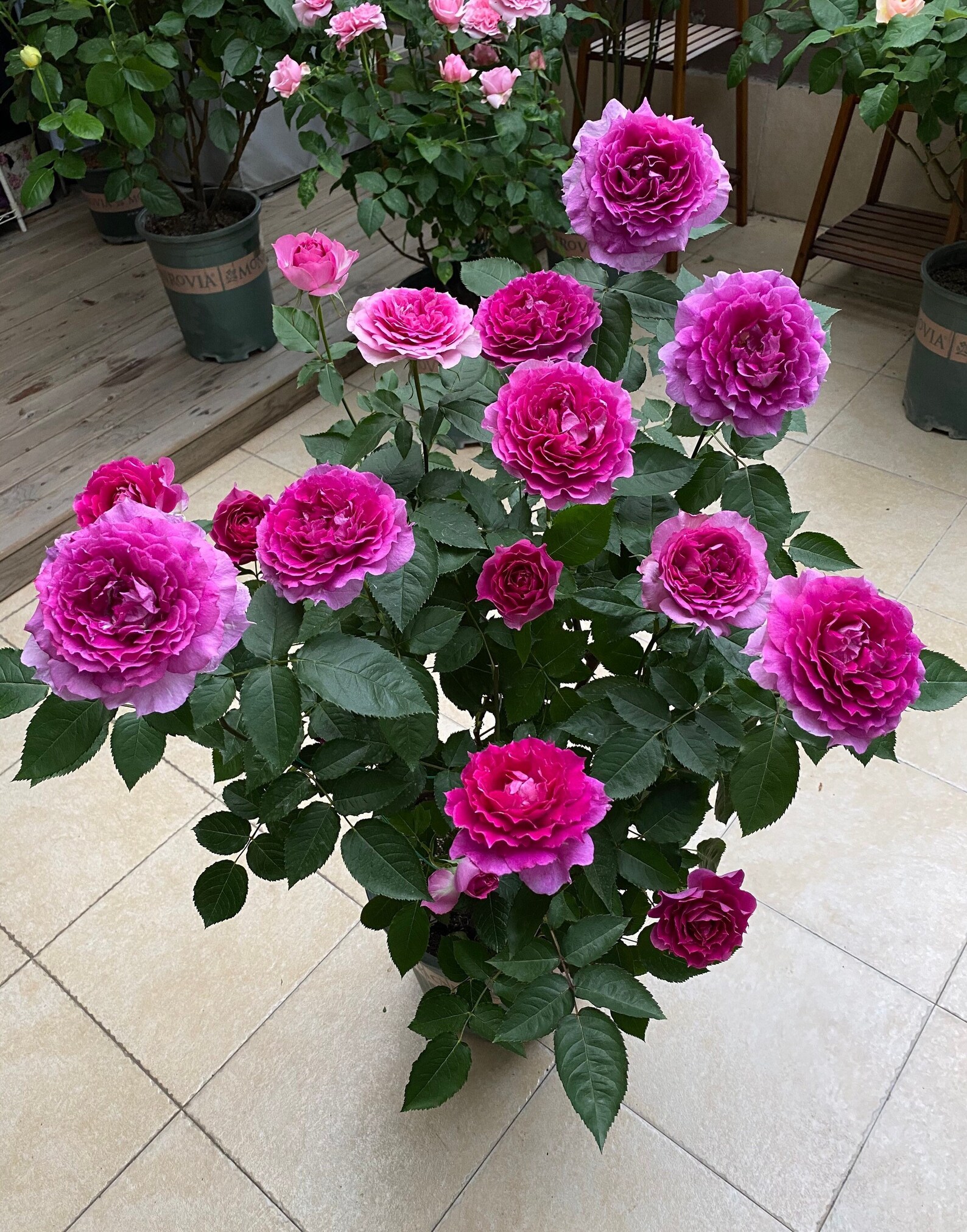 Japanese Rare Sheherazad天方夜谭with Root and Soil - Etsy