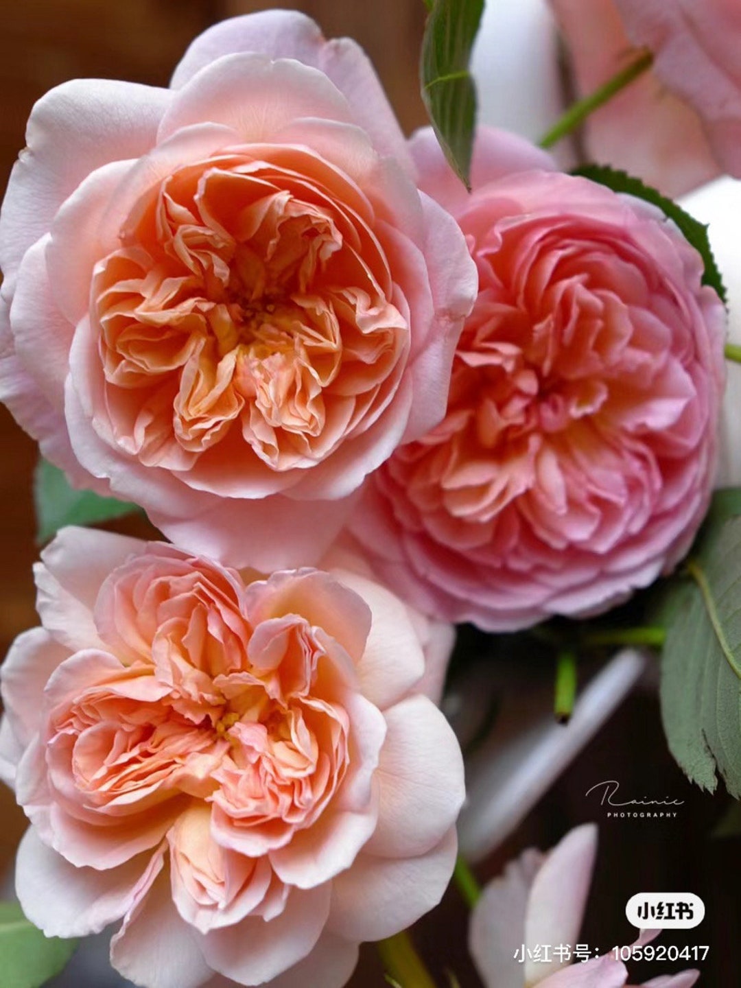 1-2 Years Old 2gallon Pot 凡尔纳 Japanese Verne Shrub Rose - Etsy