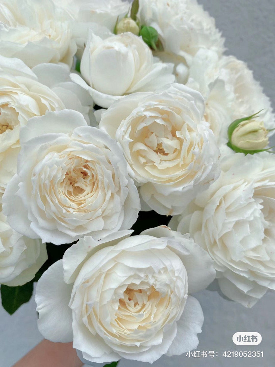 Japanese Rare New Eternal Snow 永恒的雪 Shrub Rose - Etsy