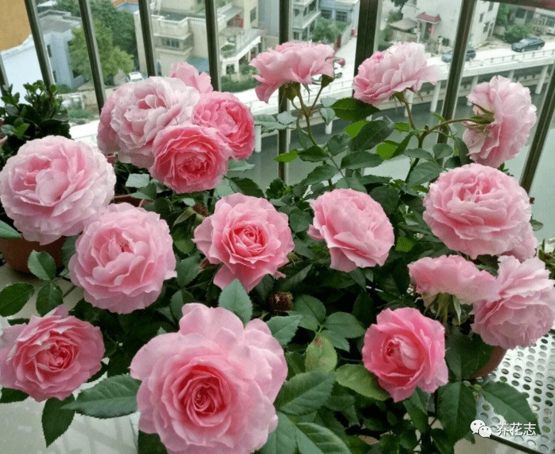 Beautiful Rare Neptune King Terrazza海神王阳台 Shrub Rose - Etsy