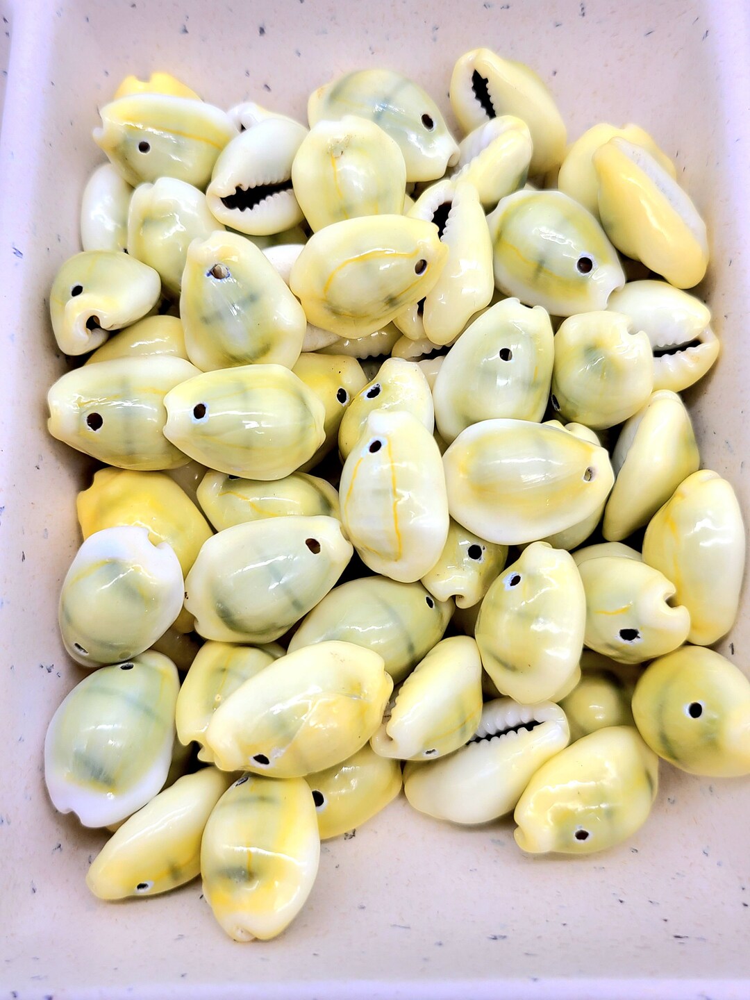 Yellow Striped Tiger Cowrie Shells, Cyprea Moneta, Pre Drilled Uniform ...