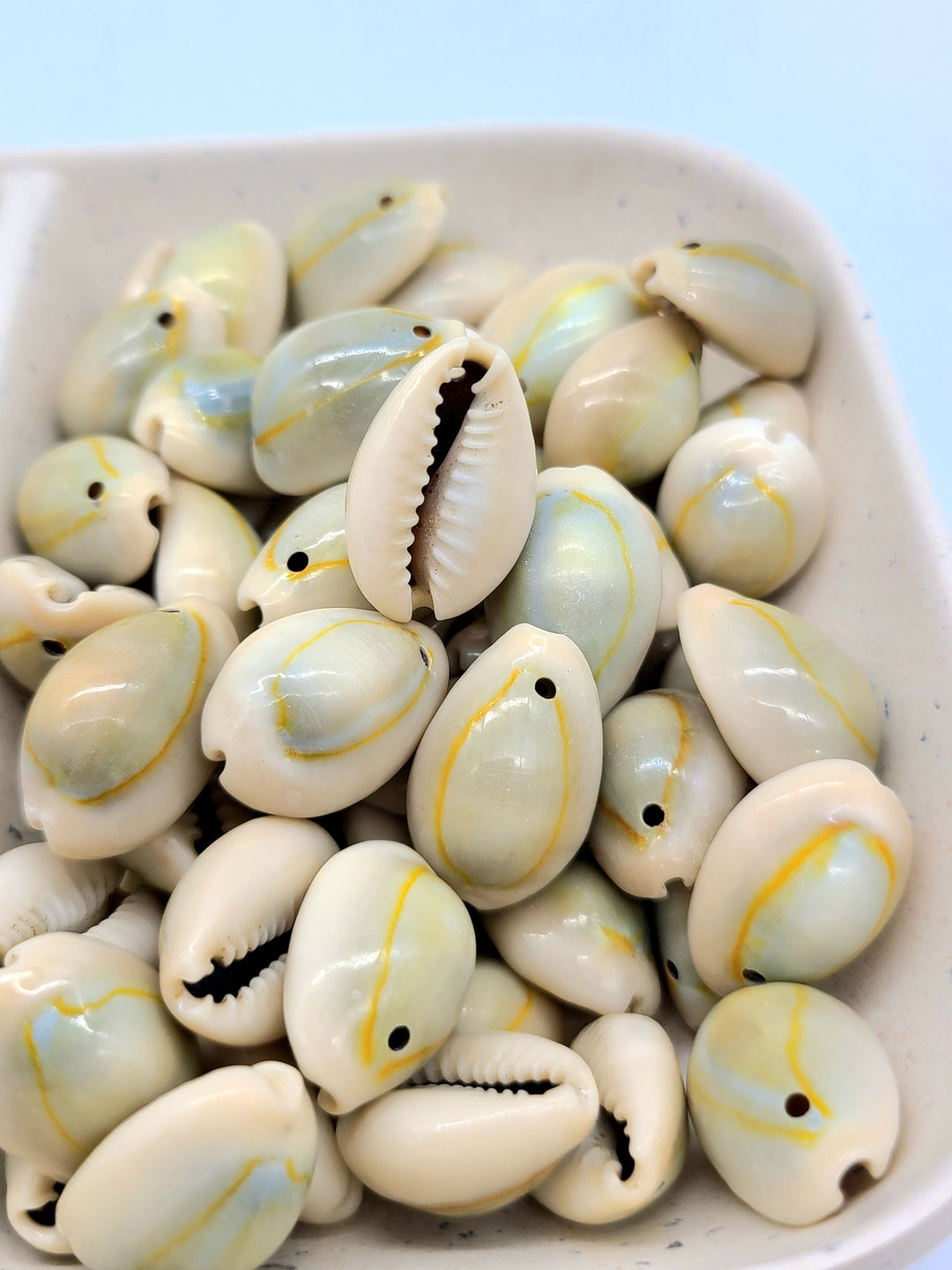 Gold Ringtop Cowrie, 7/8" Long, Uniform, Front Drilled, 10, 25 and 50 ...