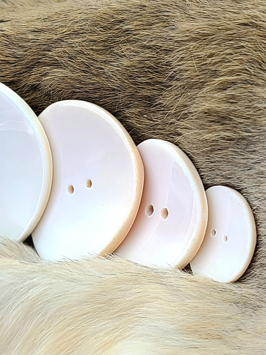 Clam Shell Buttons Authentic, 1, 1.5, 2, and 2.5", for Indigenous ...