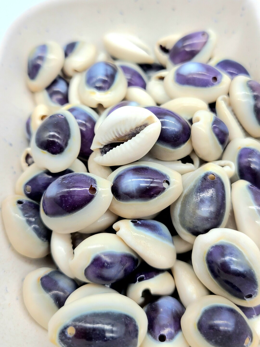 Purple Ring Top Cowrie Shell, Drilled or Not Drilled, 10, 25, 50, 100 ...
