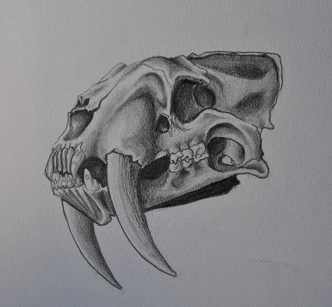 Smilodon Skull Original Pencil Drawing - Etsy
