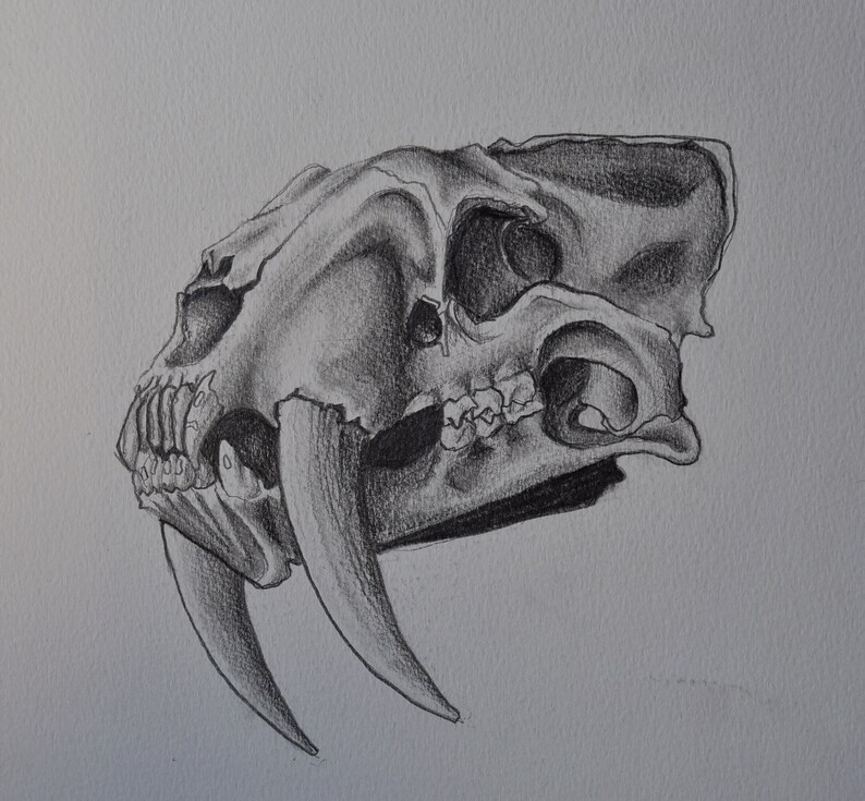Smilodon Skull Original Pencil Drawing - Etsy