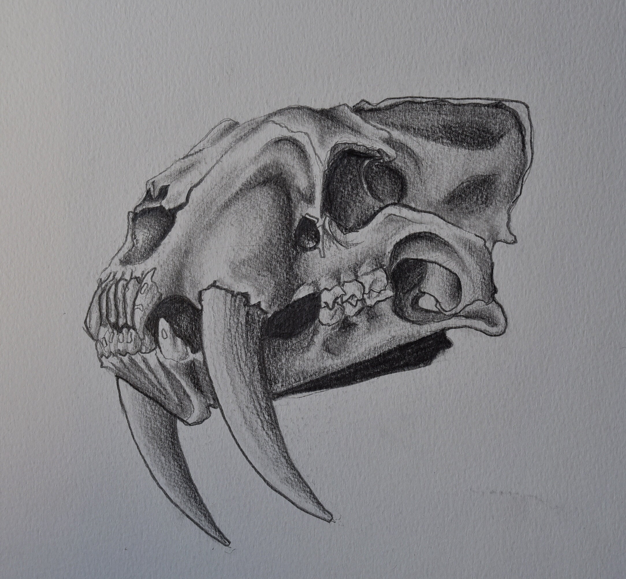 Cool Skull Drawing In Pencil
