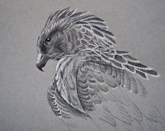 Bird Drawing - Etsy