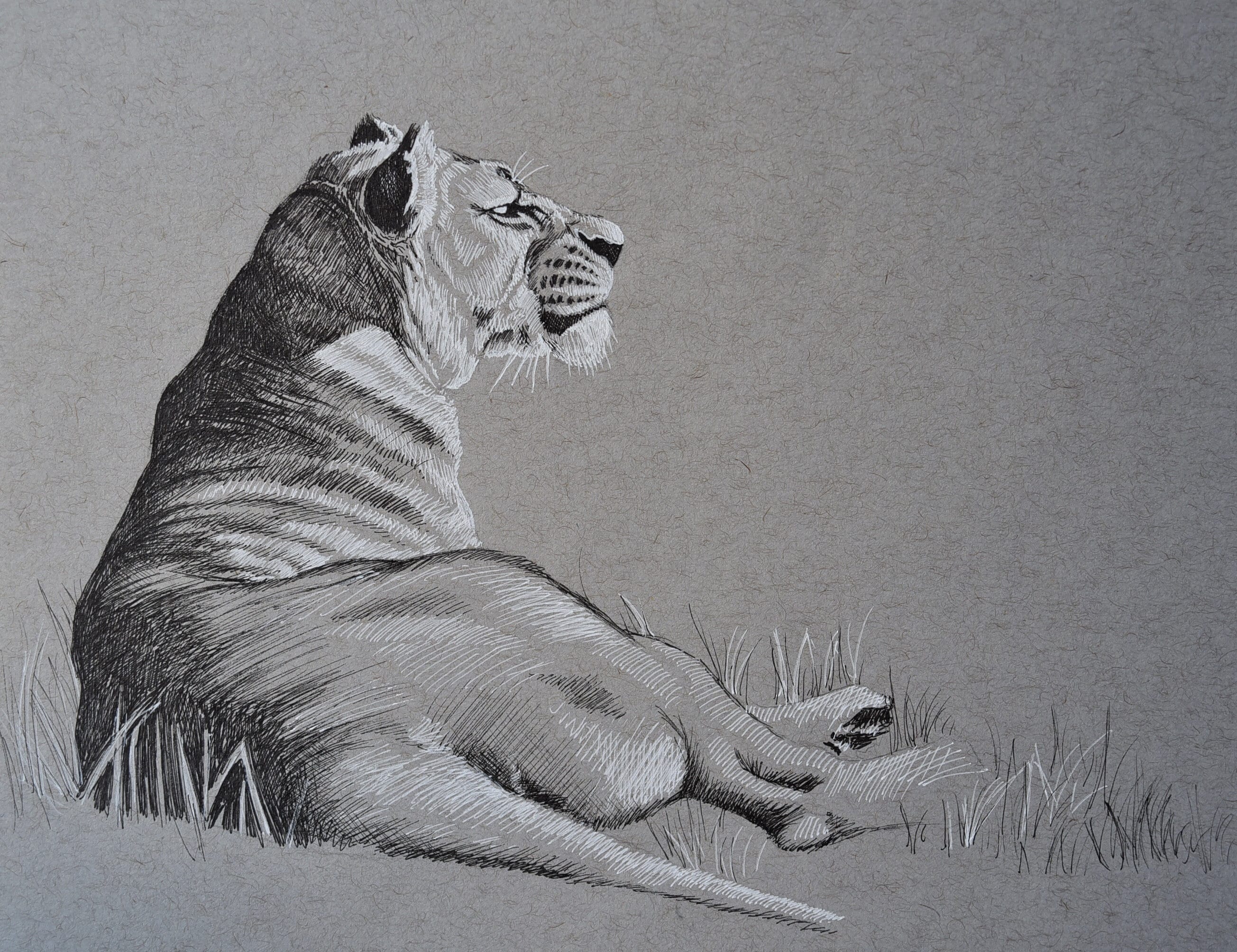 Lioness Lying Down Drawing