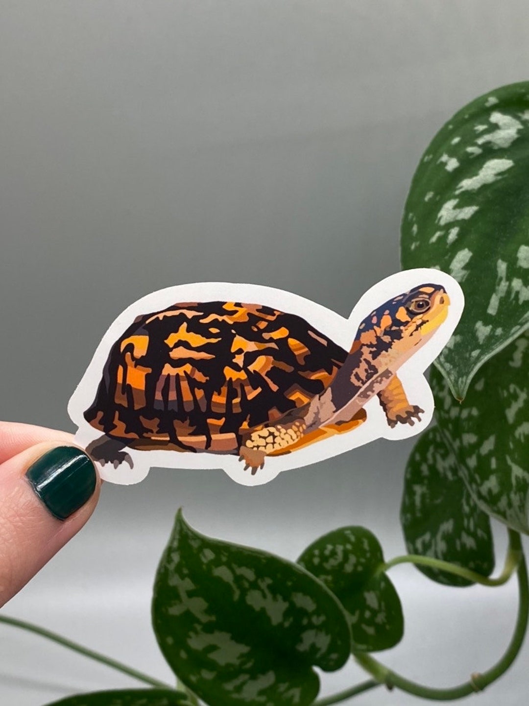 Common Box Turtle Sticker Cute Reptile Stickers Exotic Pets Reptile ...