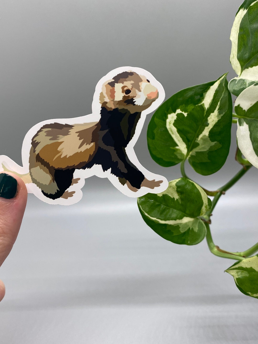 Cute Matte Ferret Sticker Small Mammal Pocket Pet Exotics Sable Coat ...