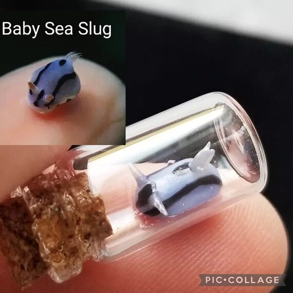 Tiny Baby Sea Slug Adjustable Necklace Science Teacher Gift - Etsy