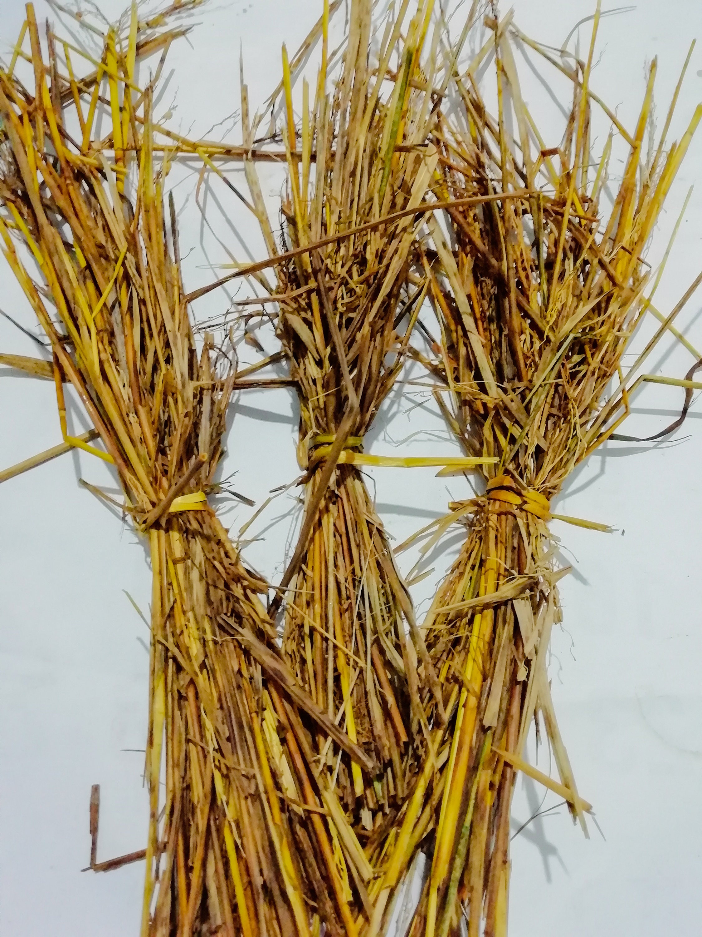 Paddy or Rice Straw Organic Chopped DRY | Etsy