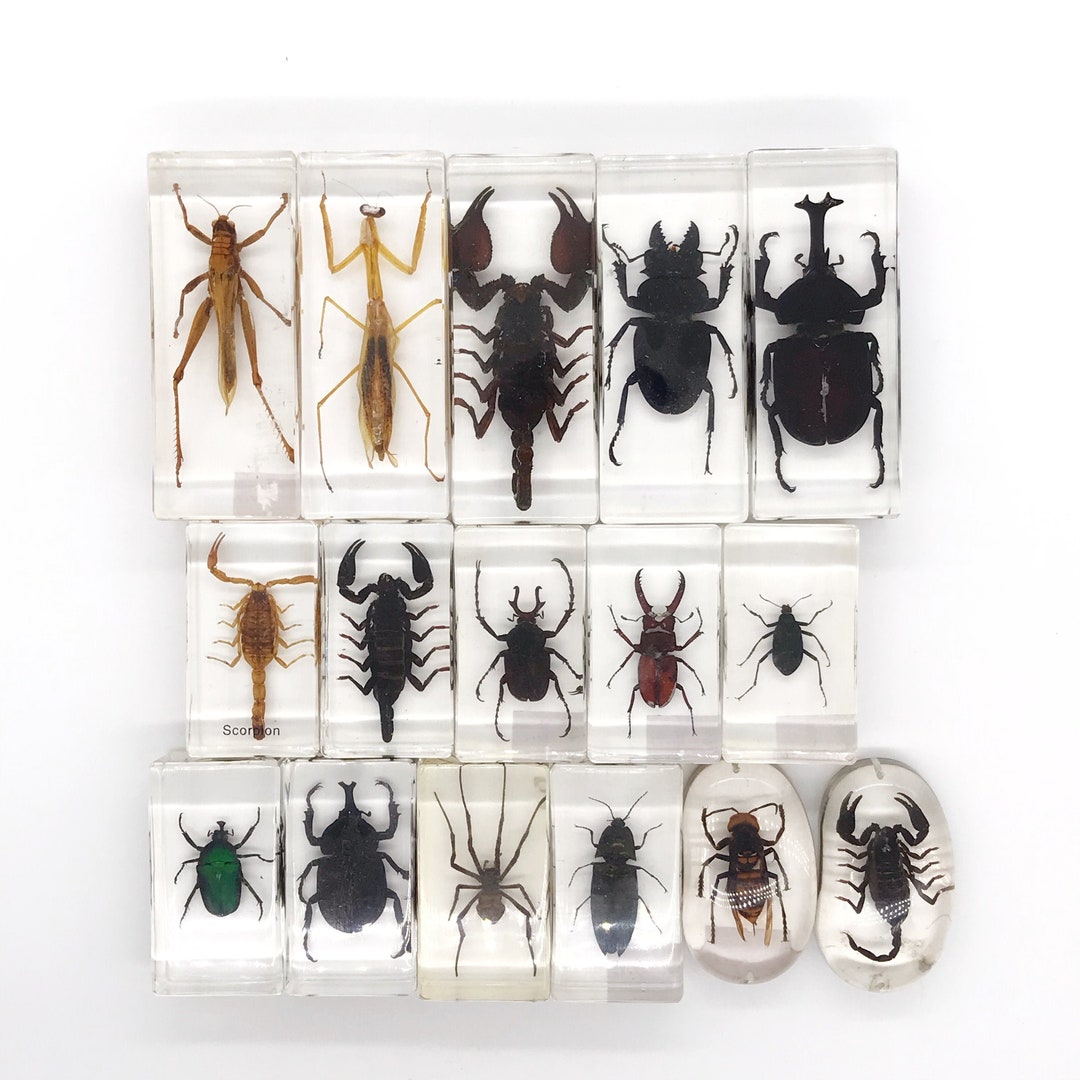 Beetles, Scorpion Real Bugs Insects - Etsy