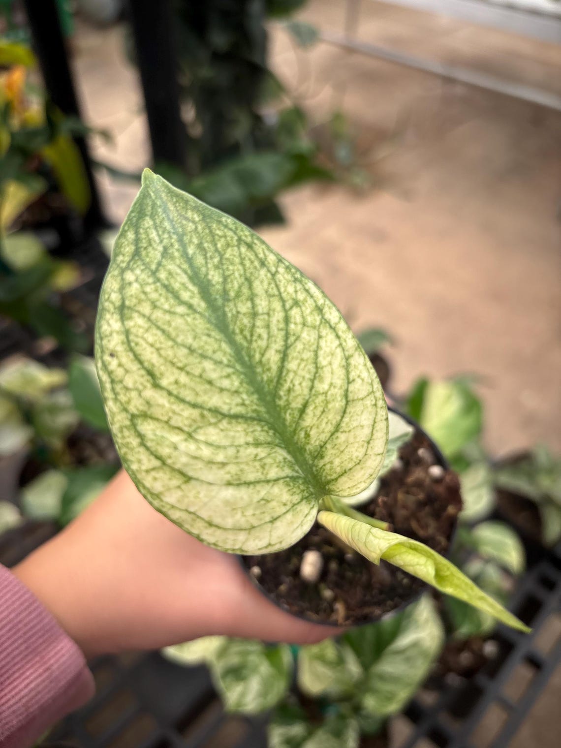 White Monster Monstera - Etsy