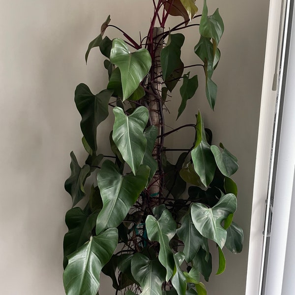 Red Emerald Plant - Etsy