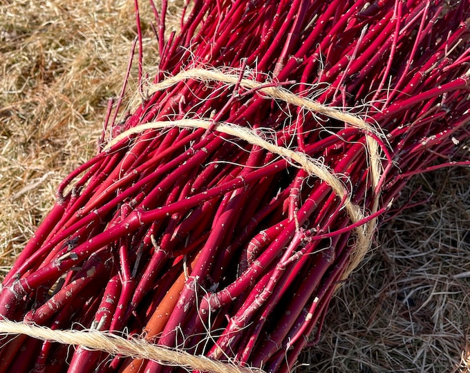 Red Osier Dogwood Shrub, Cornus Sericea, Flowering Shrub, Fall Color ...