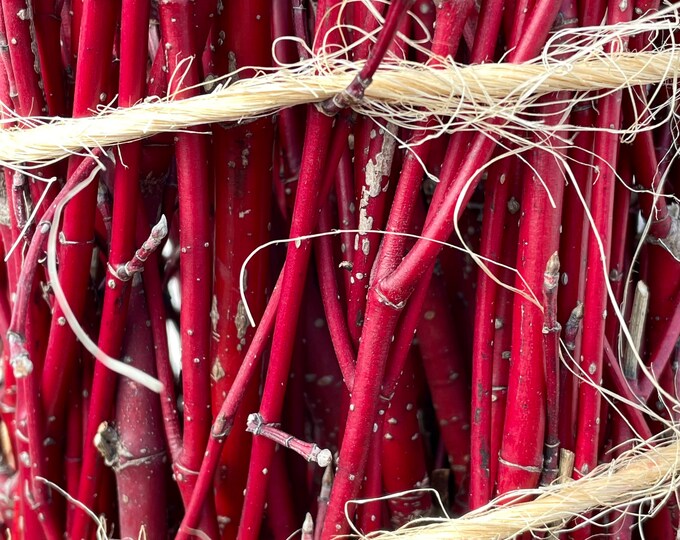 Red Osier Dogwood Shrub Cornus Sericea Flowering Shrub Fall - Etsy