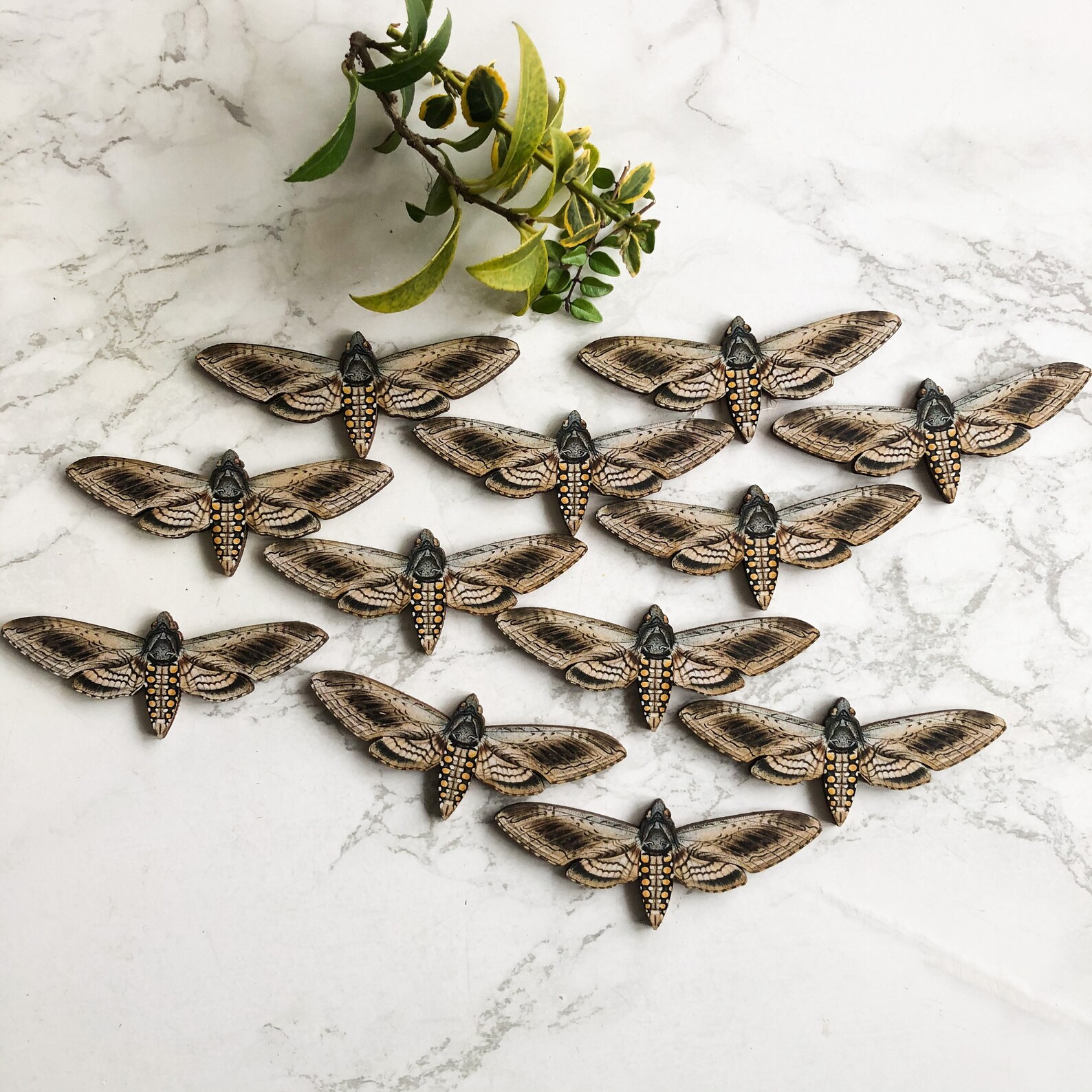 Brown Moth 03 Wooden Cutout for Crafting and Jewellery - Etsy