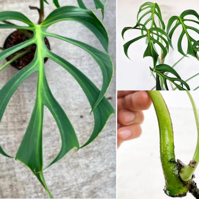 Monstera - Etsy