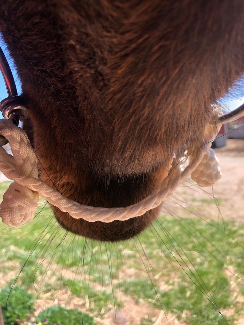 Paracord Chin Strap, Bit Stop, Bit Hobble: Western Horse Tack - Custom ...