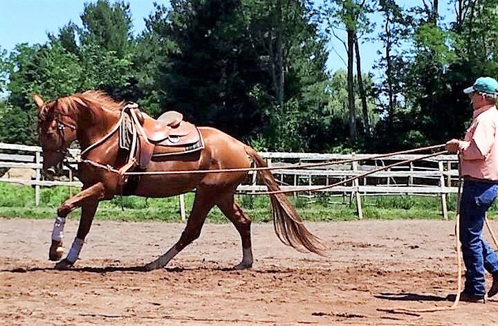 Drive Lines, Long Lines, Cotton Drive Lines, Horse Driving Lines ...