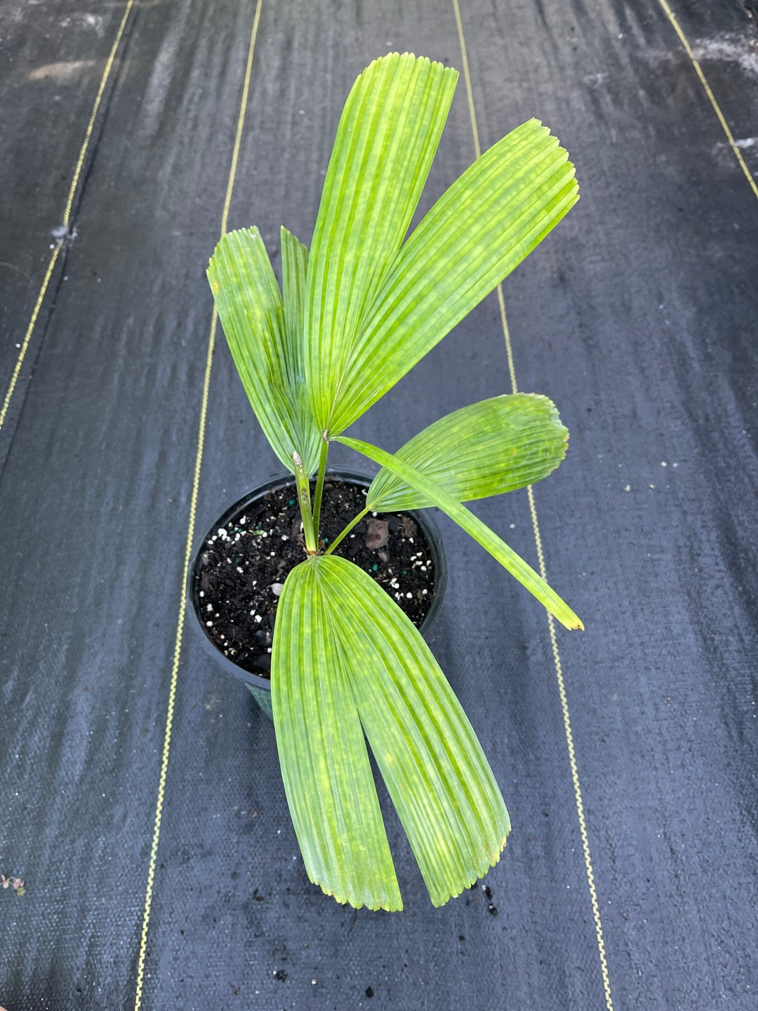 Lanonia Daysantha Rare Mottled Palm Florida Nursery - Etsy
