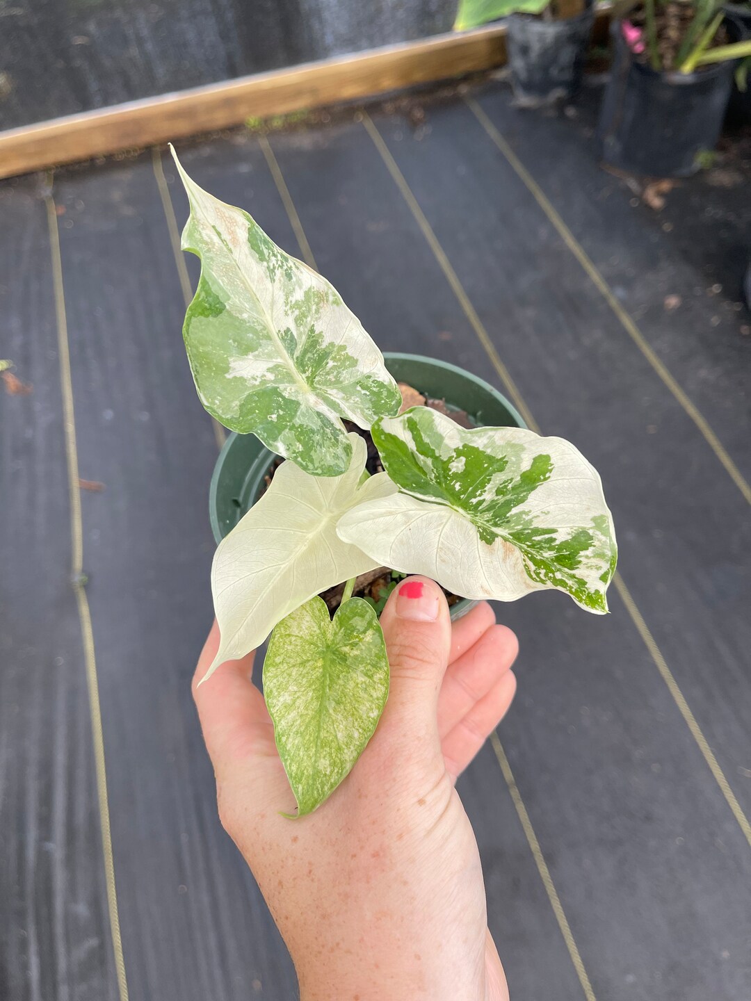 Alocasia Gageana Variegated Rare Alocasia Florida Nursery - Etsy