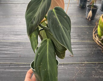 Philodendron Squamiferum 6 Inch Nursery Pot Aroid Florida Nursery - Etsy