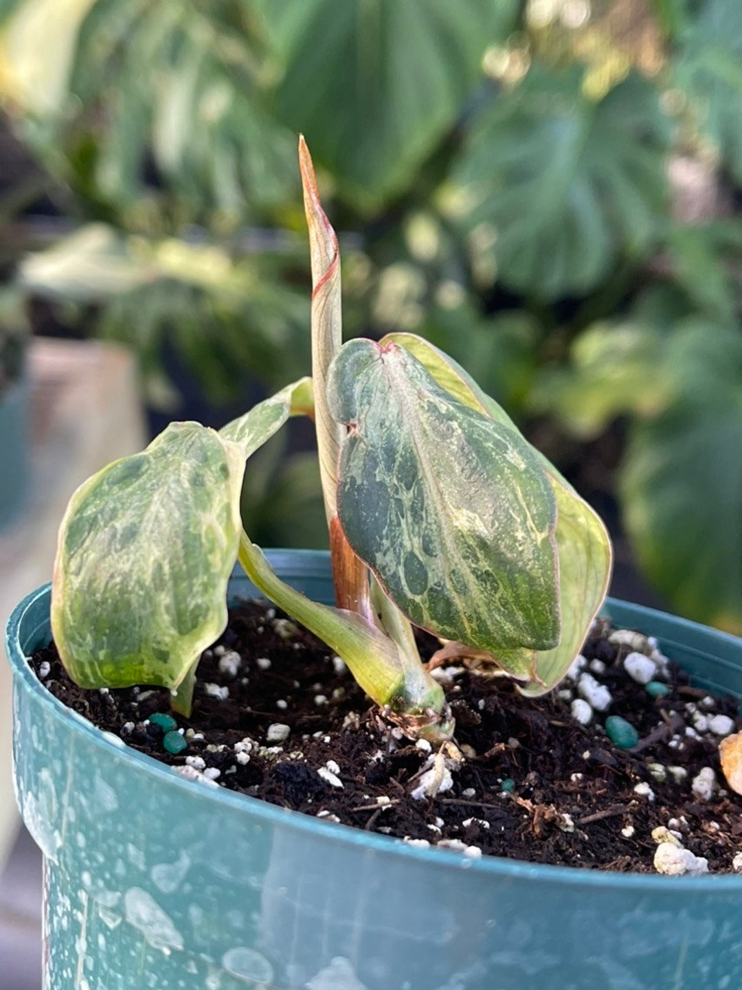 Philodendron Gloriosum snow Leopard - Etsy Philodendron Gloriosum snow Leopard - Etsy