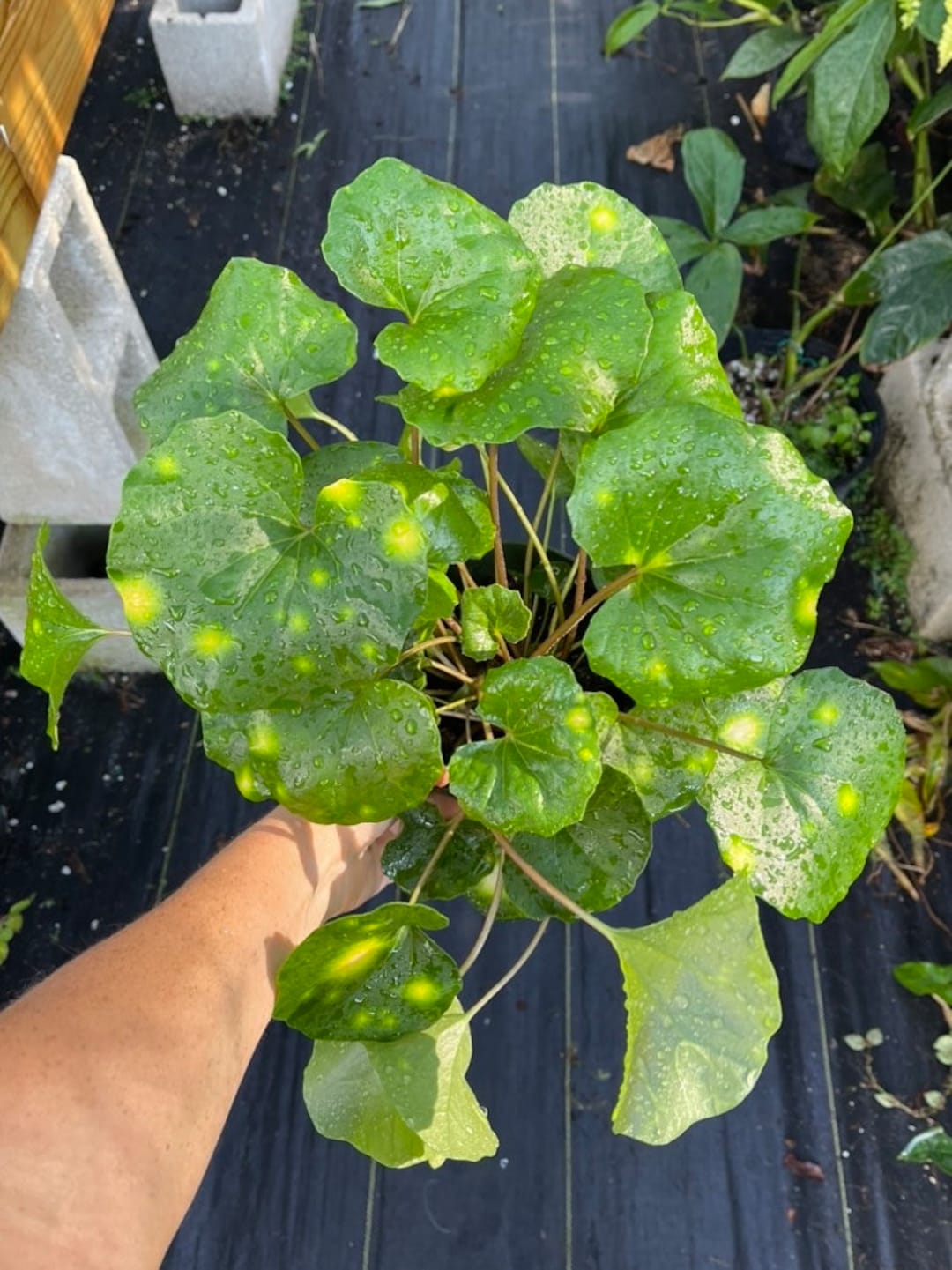 Farfugium Japonicum fire Fly Florida Nursery House Plants - Etsy