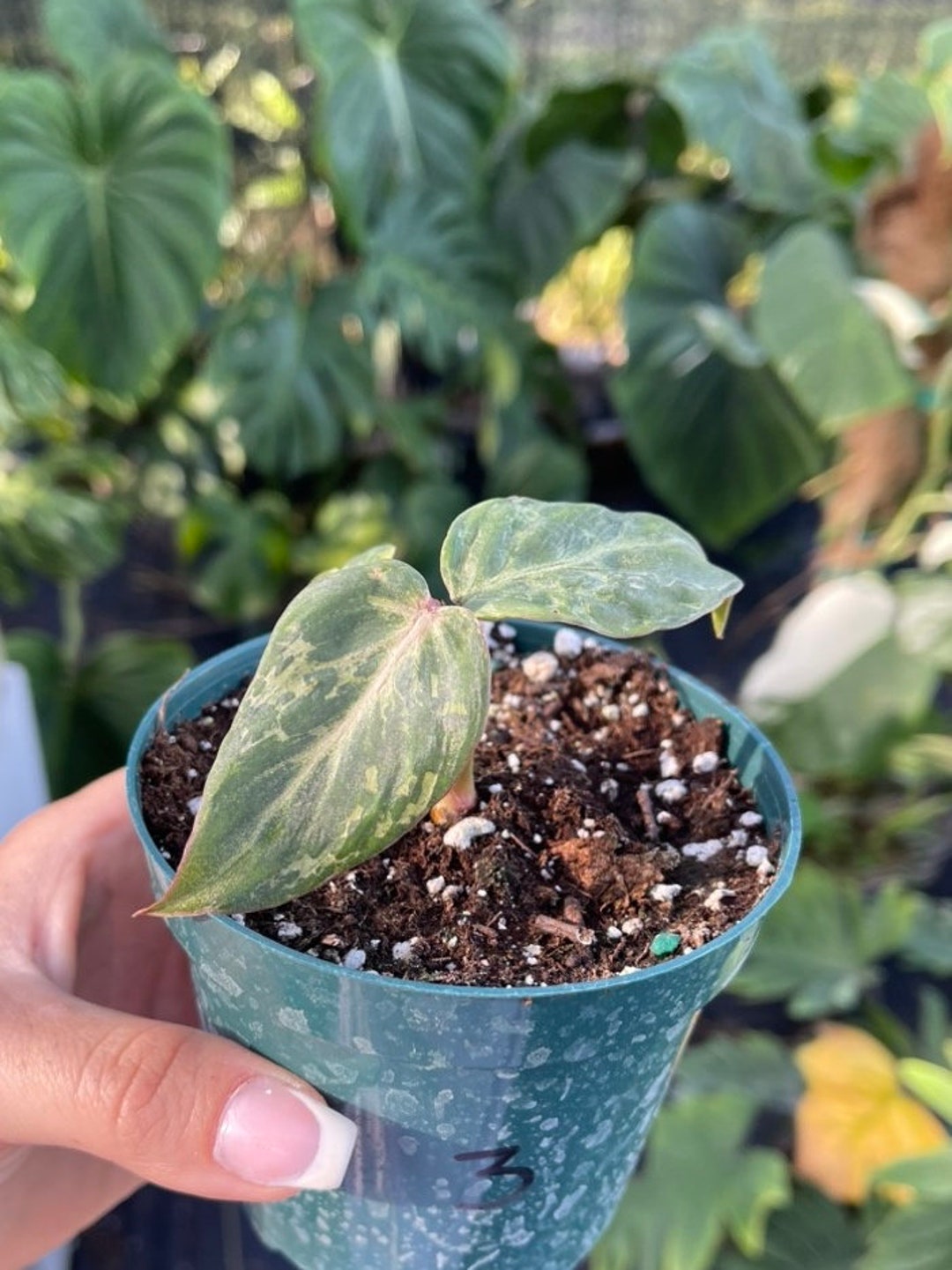 Philodendron Gloriosum snow Leopard - Etsy Philodendron Gloriosum snow Leopard - Etsy