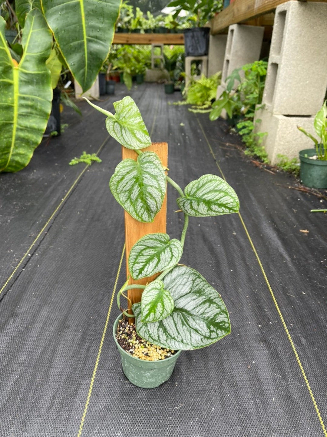 Monstera Dubia Shingle Plant Live Potted House Plant - Etsy