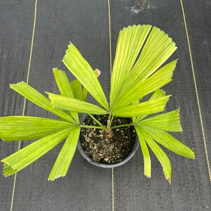 Lanonia Daysantha Rare Mottled Palm Florida Nursery - Etsy