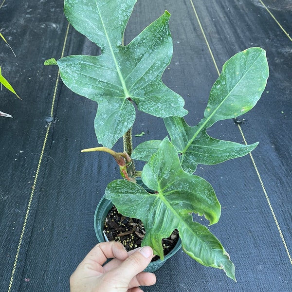 Philodendron Squamiferum - Etsy