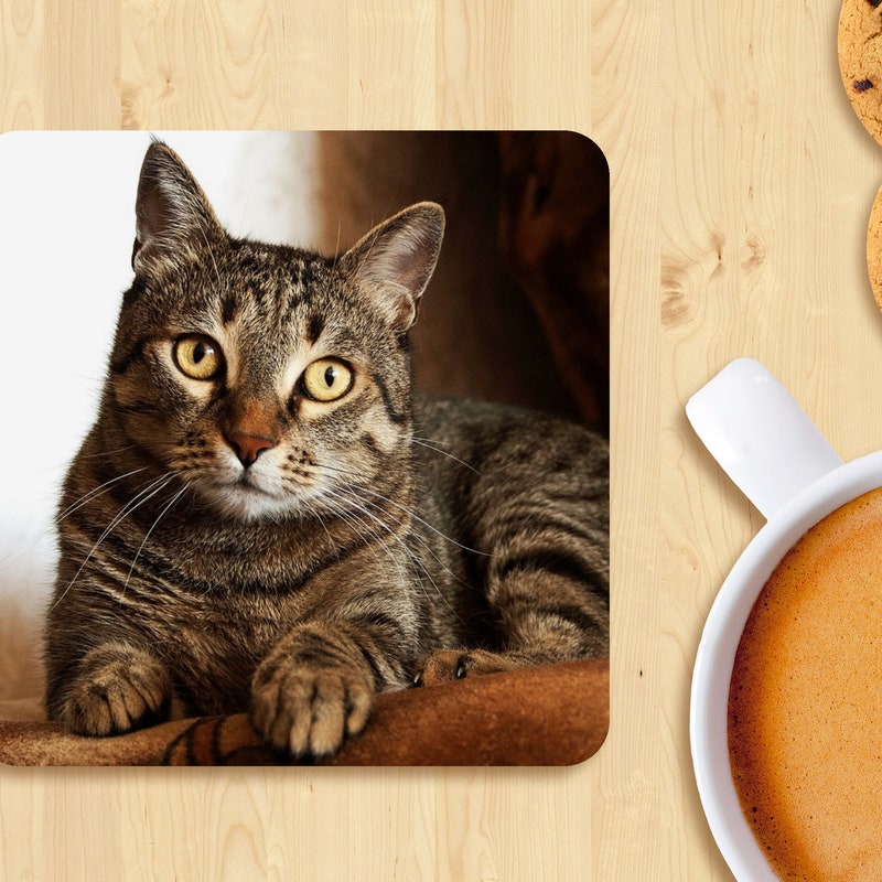 Pet Coasters - Etsy