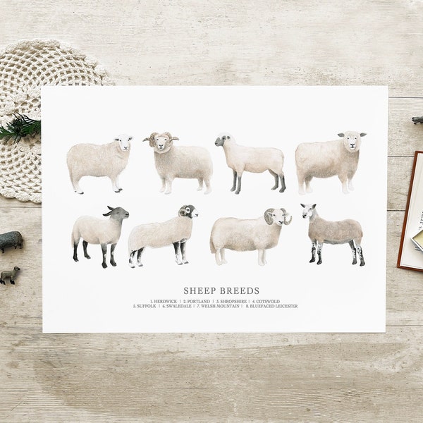British Sheep Breeds Poster - Etsy
