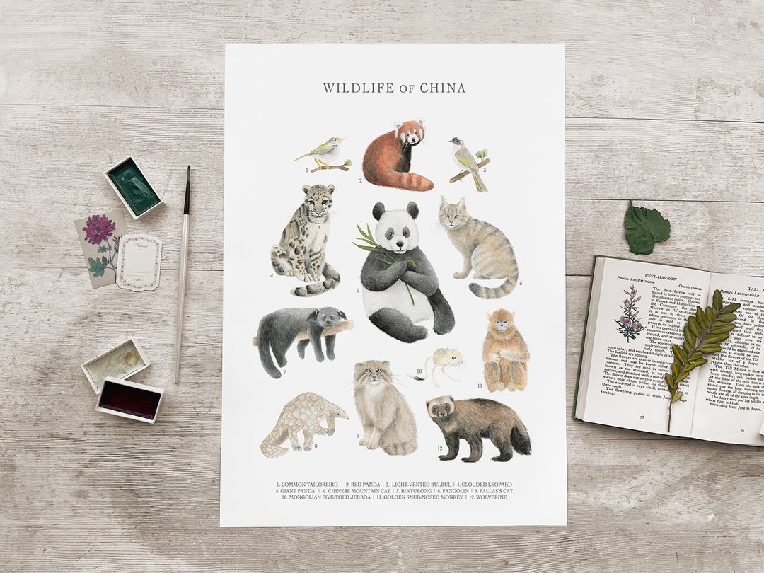 Wildlife of China Animal Wall Art Identification Chart Print Poster ...