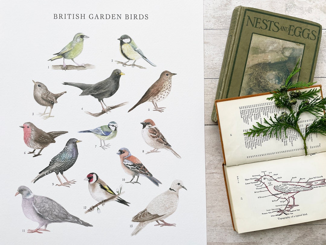 A3 British Garden Birds Wall Art Print - Bird Nursery Print Picture ...