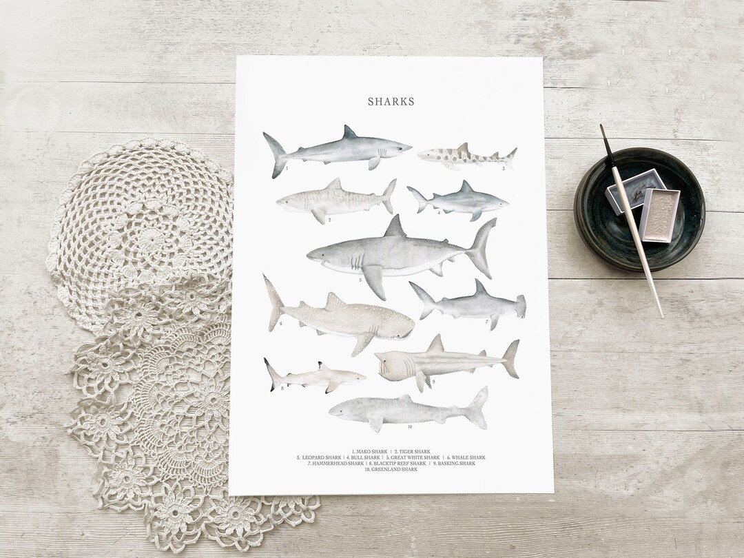 Sharks Print, Types of Shark Nursery Wall Art Illustration Great White ...