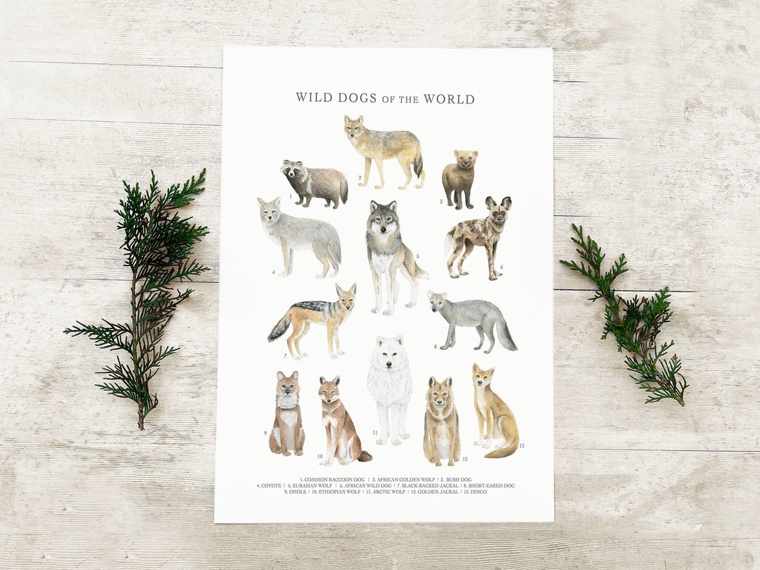 Dogs of the World A5 A4 Wall Art Poster Print Natural History Wall ...