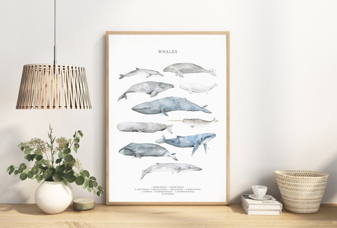 A3 Whales Species Print, Types of Whale Nursery Wall Art Illustration ...