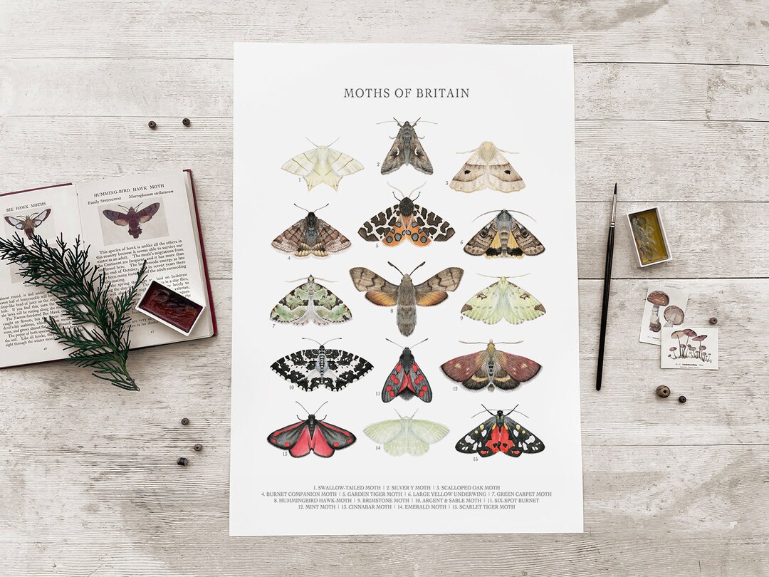 British Moth Print Wall Art Identification Chart Watercolour ...