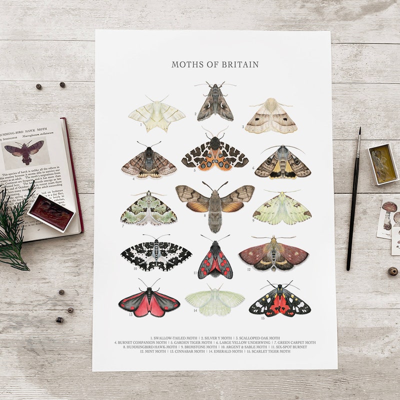 Moth Nursery Wall Art - Etsy UK